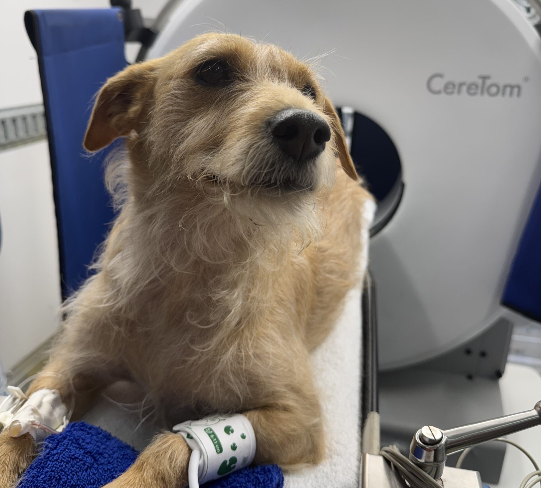 On-Site Veterinary CT Scanning in CA & AZ - Mobile Animal CT