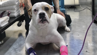 Case Studies - Mobile Animal CT